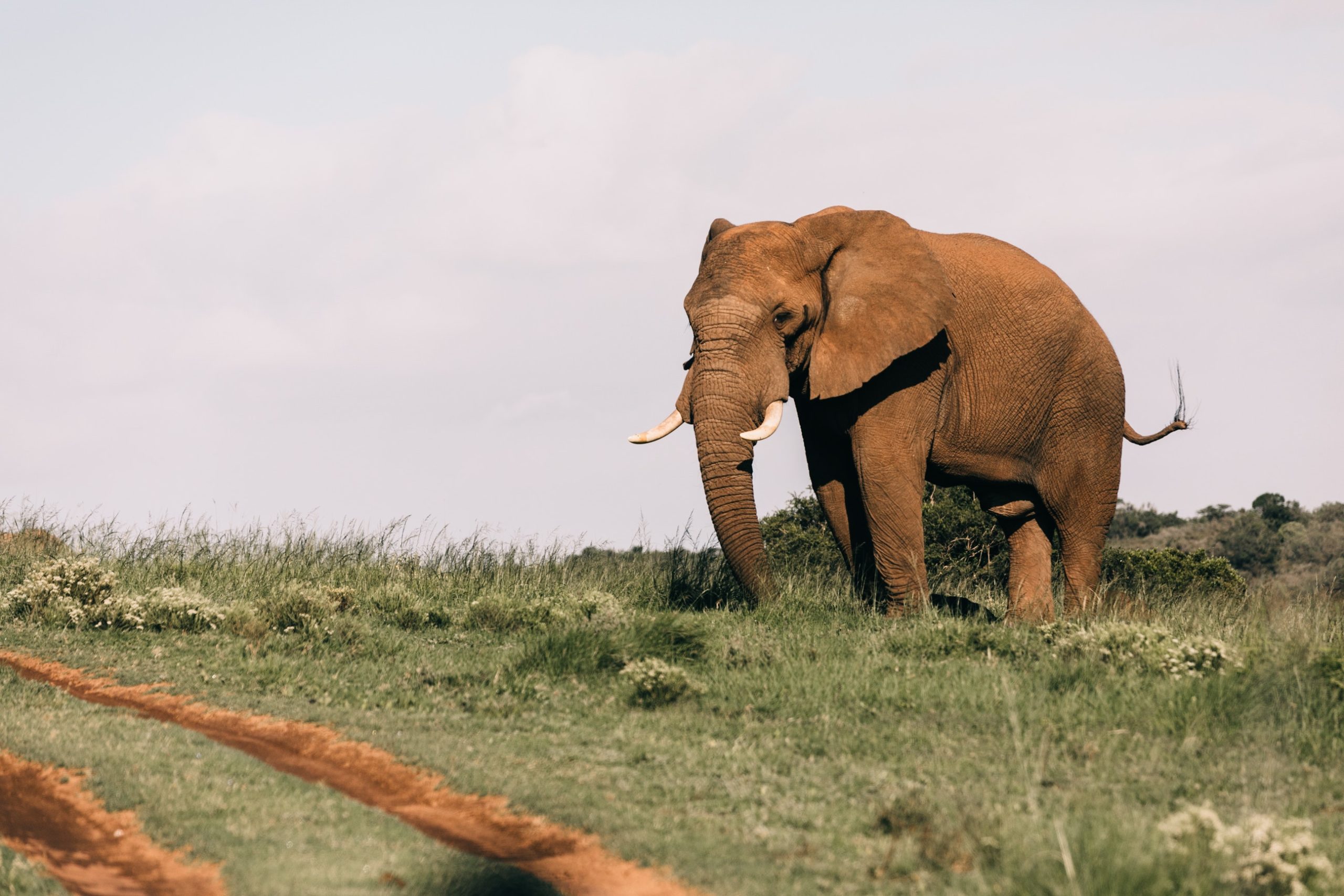 Making An Elephant Out Of A Mosquito Afiniti
